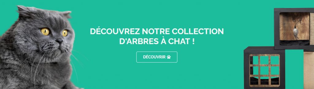 Quel âge humain a votre chat ? - Arboricat