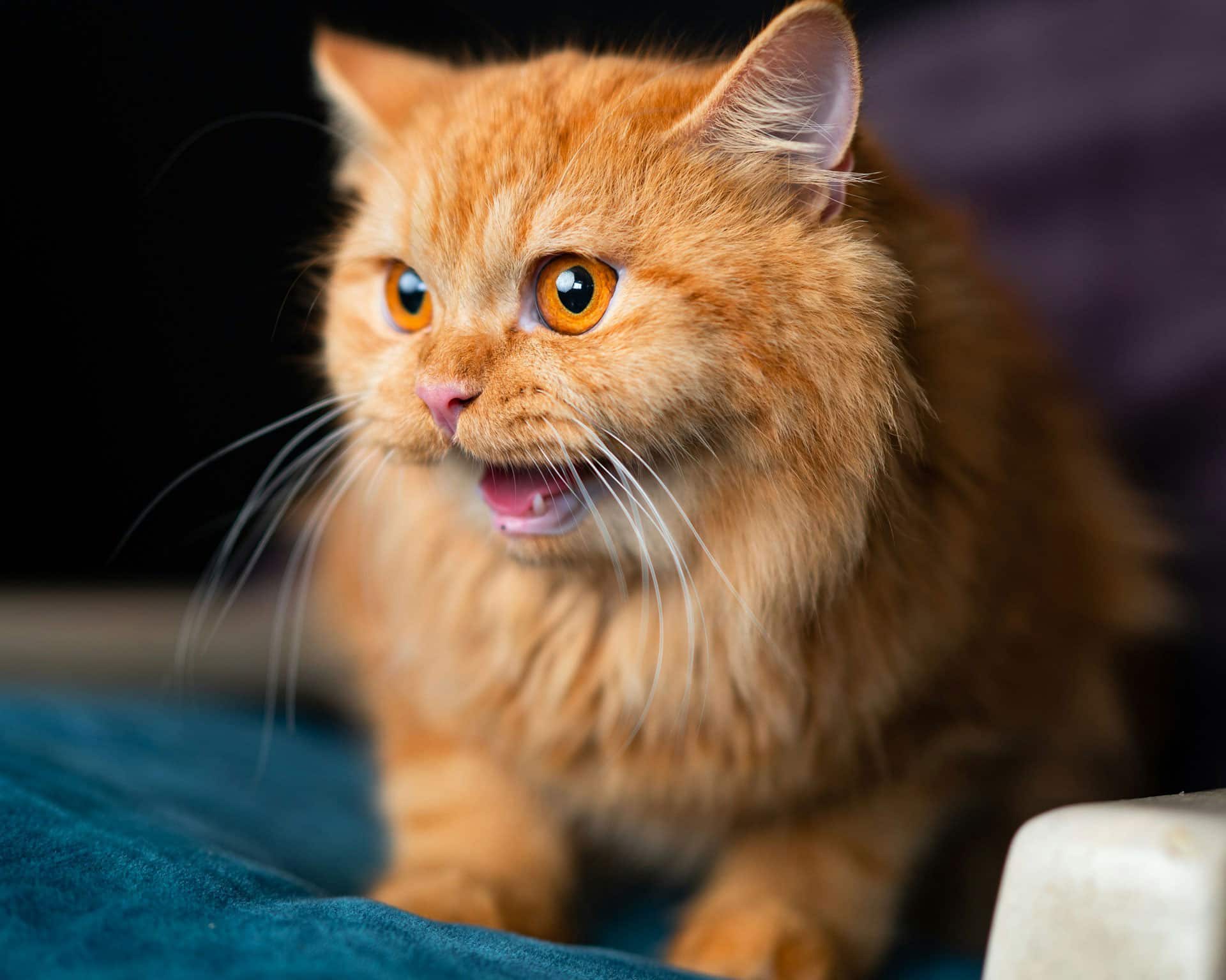 Comment reconnaître un chat en colère ou énervé ? - Arboricat