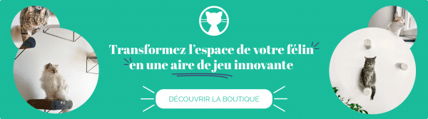 Comment reconnaître un chat en colère ou énervé ? - Arboricat